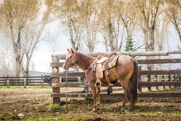 Guide to Proper Farm Mud Management | Backyard Bases